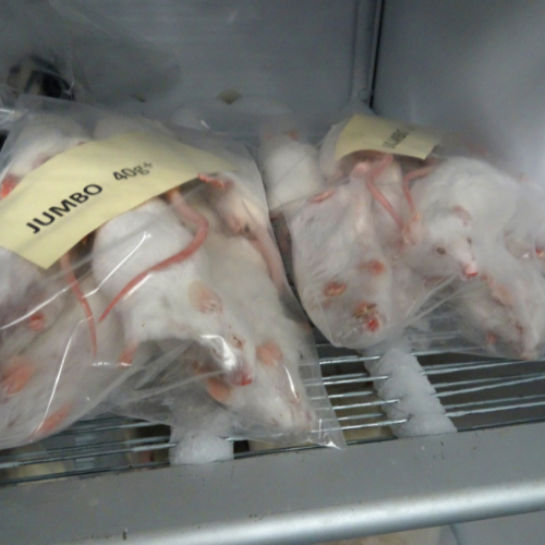 Frozen Feeder Mice | ReptiCulture, LLC